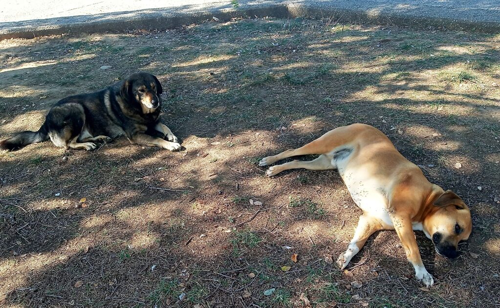 Αντιδράσεων συνέχεια για τα δύο αδέσποτα σκυλιά της Νέας Παραλίας ...