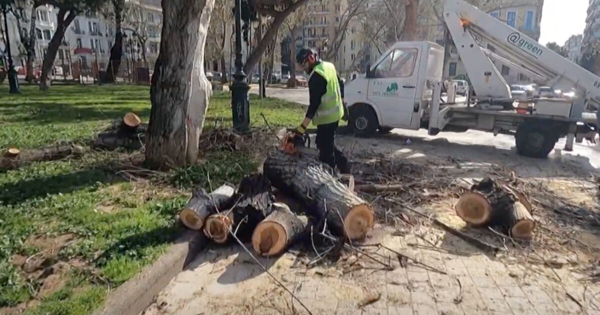 Απάντηση-κόλαφος κατά του Δ. Θεσσαλονίκης για την κοπή δέντρων στην ...