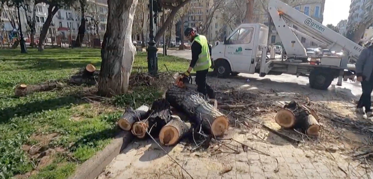 Ένα αποκαλυπτικό βίντεο για τα κομμένα δέντρα της Ρωμαϊκης Αγοράς ...