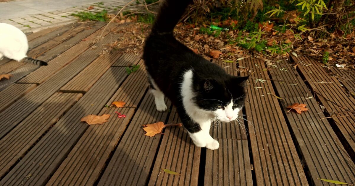 Στον «αέρα» η πλατφόρμα «pet.gov.gr», του Εθνικού Μητρώου Ζώων ...