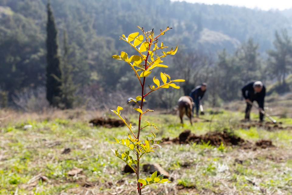 Θεσσαλονίκη: 1.500 νέα δέντρα φυτεύτηκαν στο περιαστικό δάσος της ...