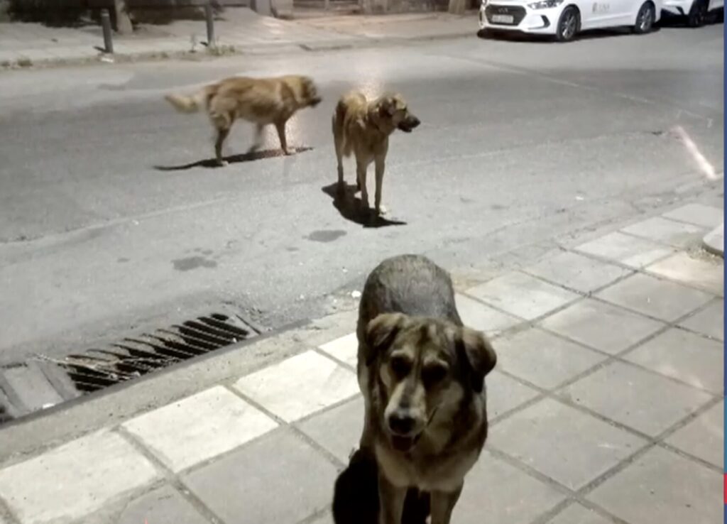 Θεσσαλονίκη: Αδέσποτα ζώα σε γειτονιές σπέρνουν τον φόβο σε κατοίκους ...
