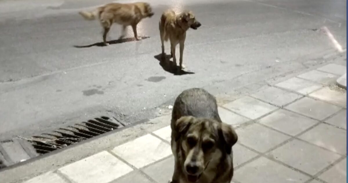 Θεσσαλονίκη: Αδέσποτα ζώα σε γειτονιές σπέρνουν τον φόβο σε κατοίκους ...