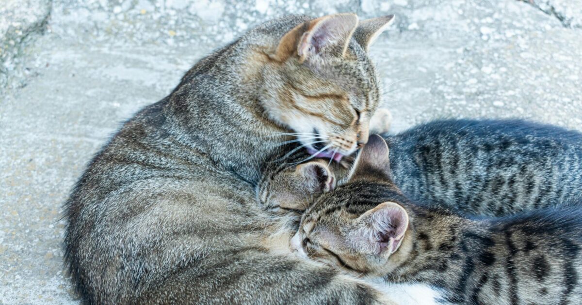 Γιατί κάποιες γάτες βλάπτουν τα μωρά τους; | Parallaxi Magazine